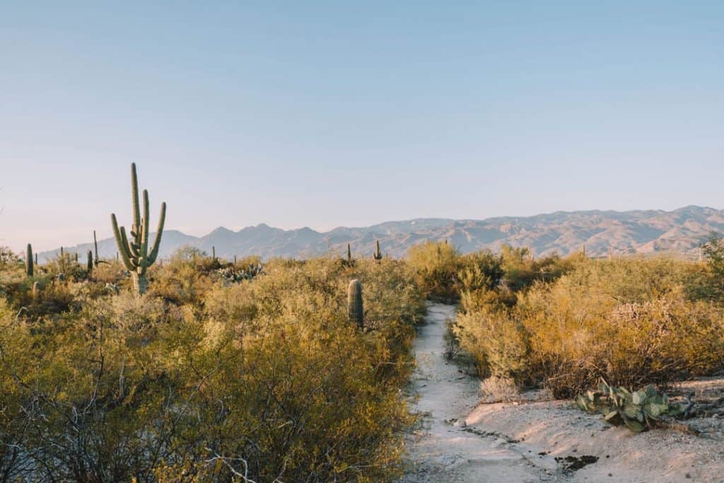11 Best Tucson Hiking Trails