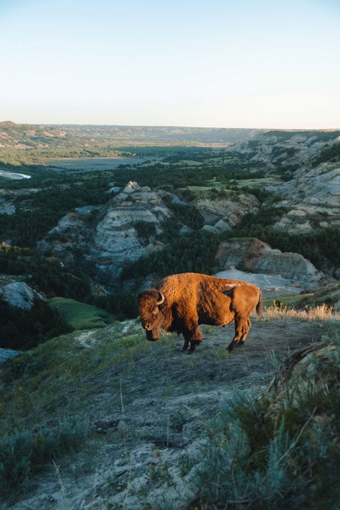 Theodore Roosevelt National Park: A Complete Guide